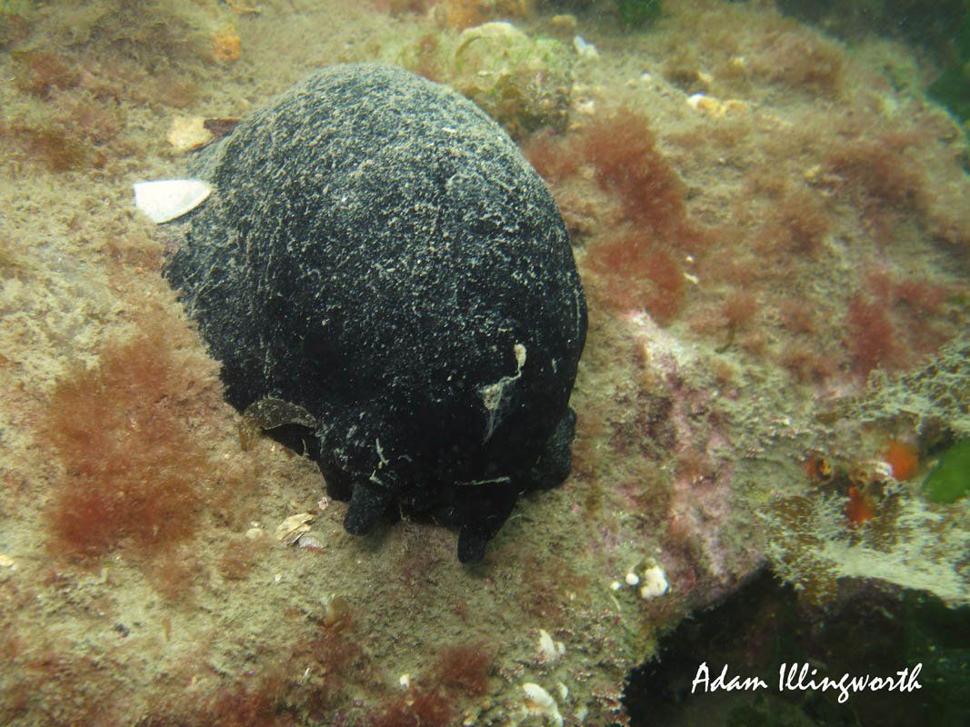 Shield Shell - Dive Otago