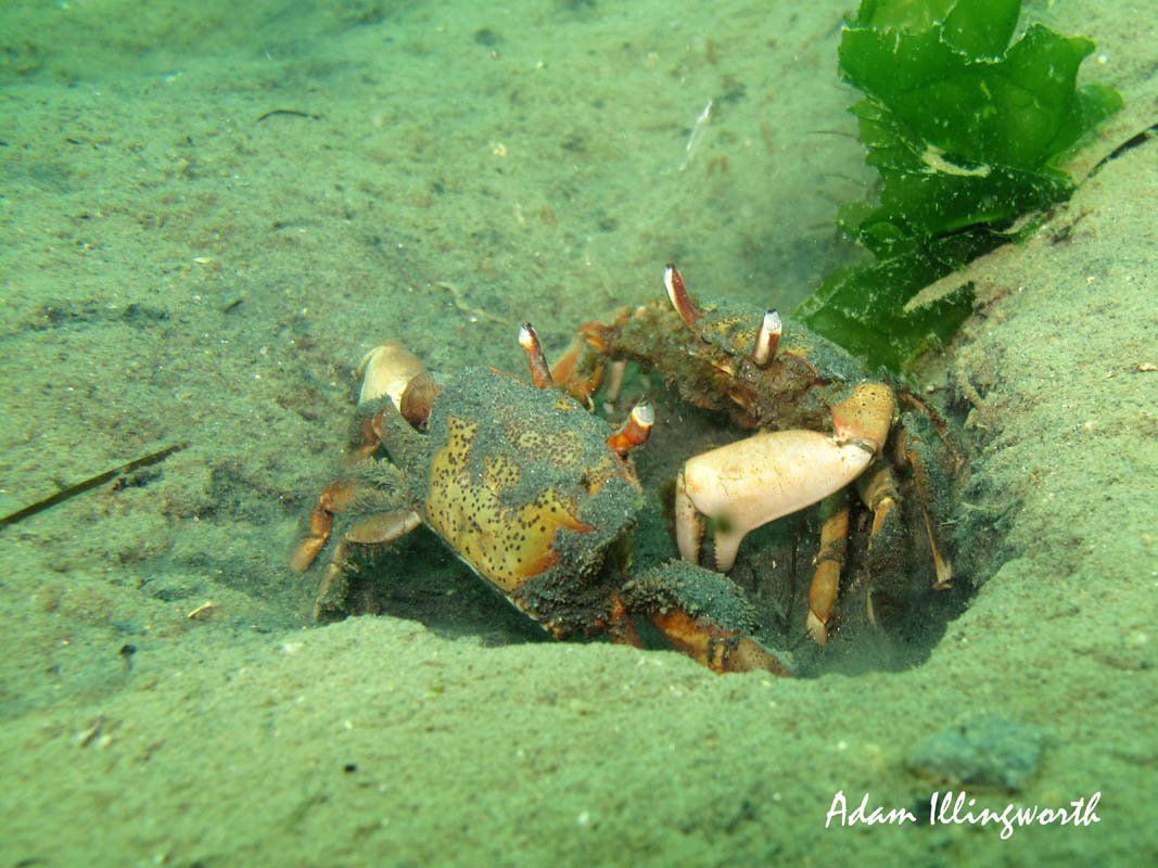 Stalk-Eyed Mud Crab - Dive Otago