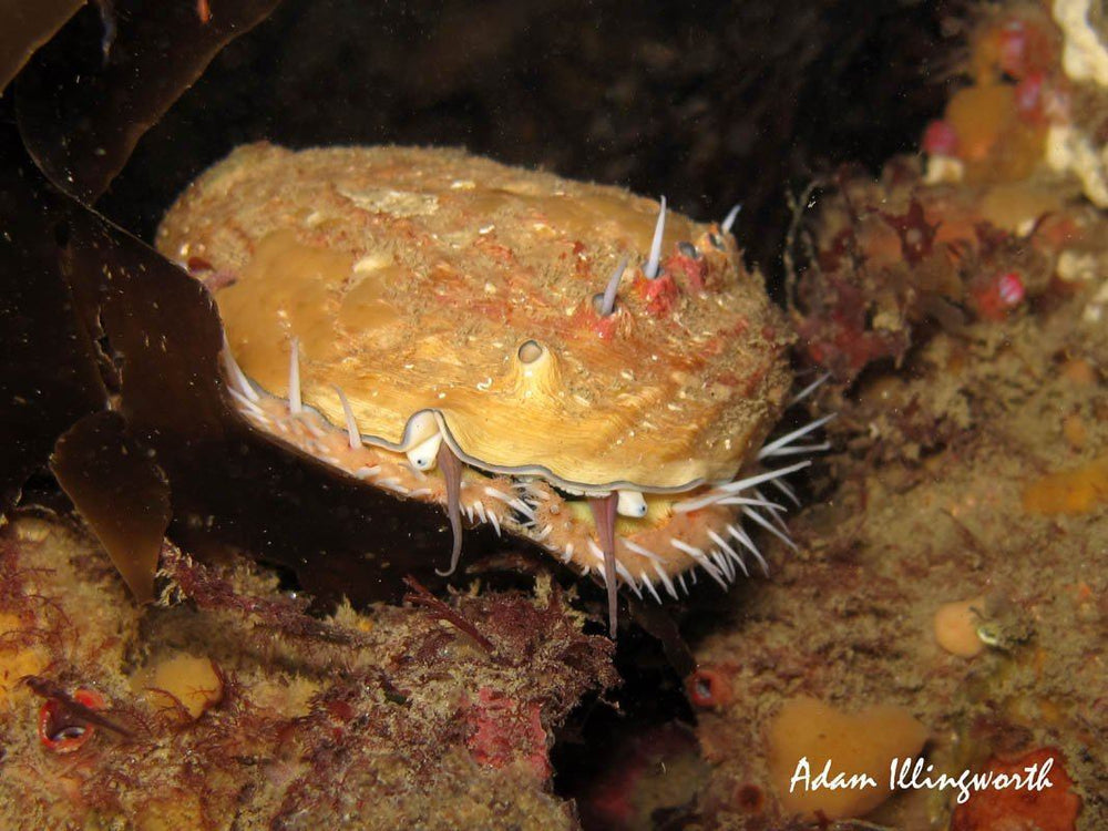 Yellow-foot Paua - Dive Otago